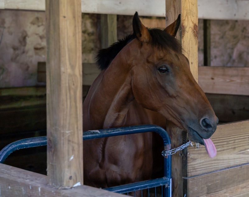 About Operations Second Stride | Equine Healing in Maryland