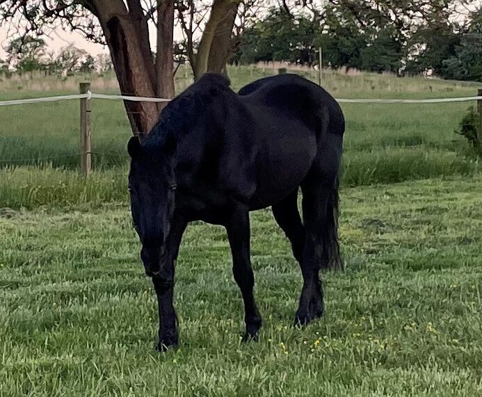 Equine Therapy for First Responders | Taneytown, MD